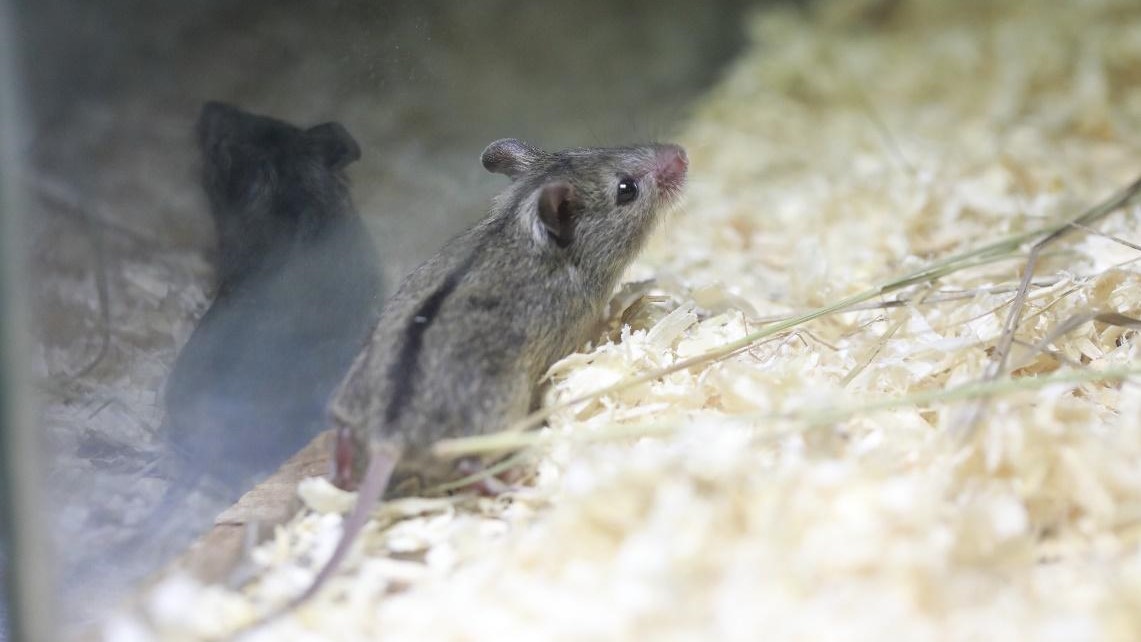 First Birch Mouse Born in Captivity | Grassland